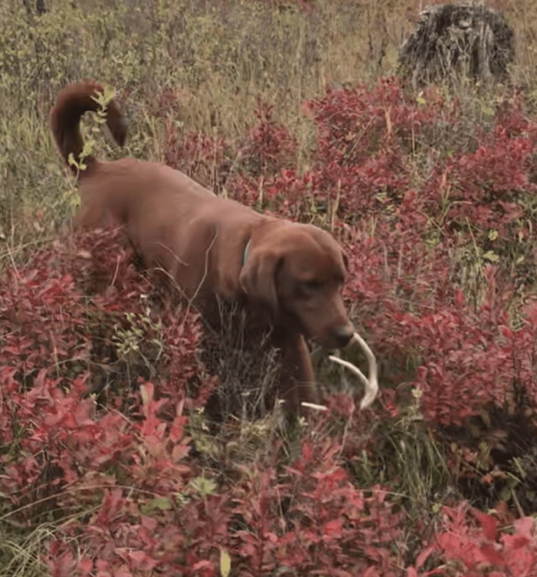 “BULLET” FOX RED MALE – North Idaho Shed Antler Dogs | Trained Horn Labrador Retrievers